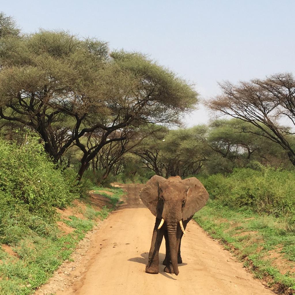 The Lake Manyara National Park Exploring Africa
